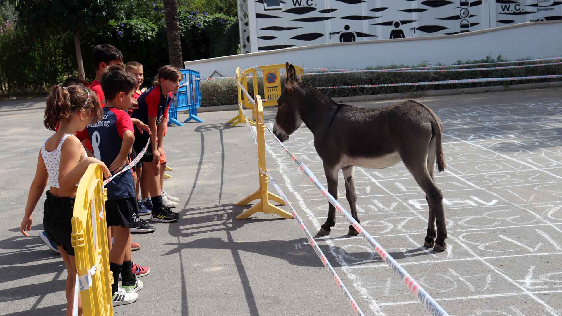 La Festa de Sant Antoni recupera hoy la tradicional ‘Cagà de la burra ...