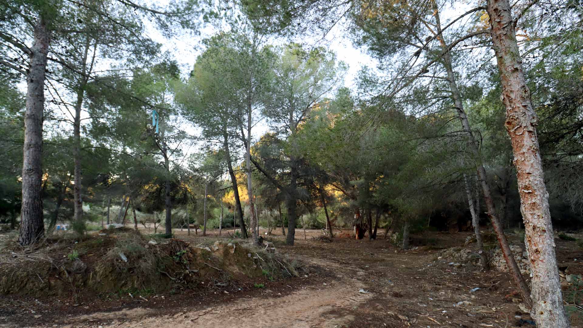 Benidorm completa les tasques de desbrossament que permetran crear i ...