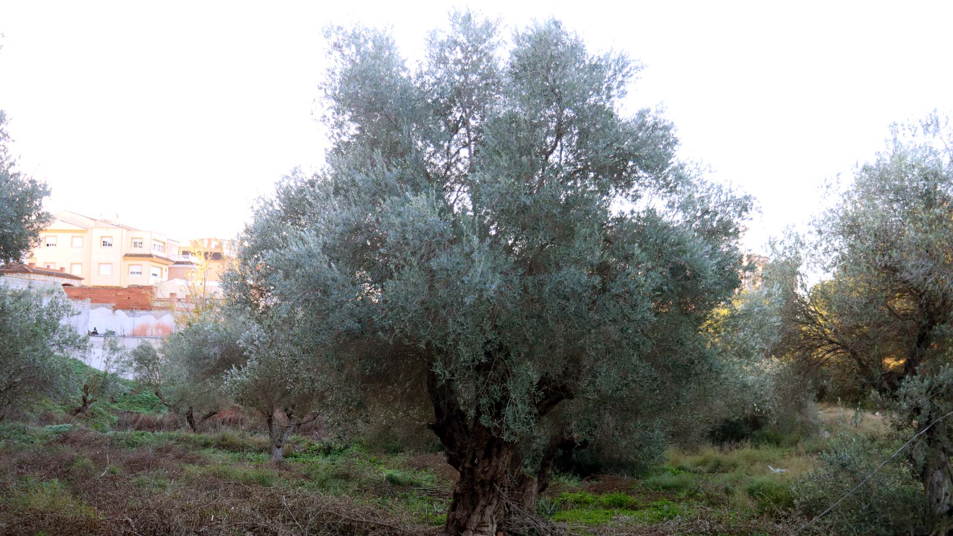 Benidorm completes the clearing work that will allow the creation and ...